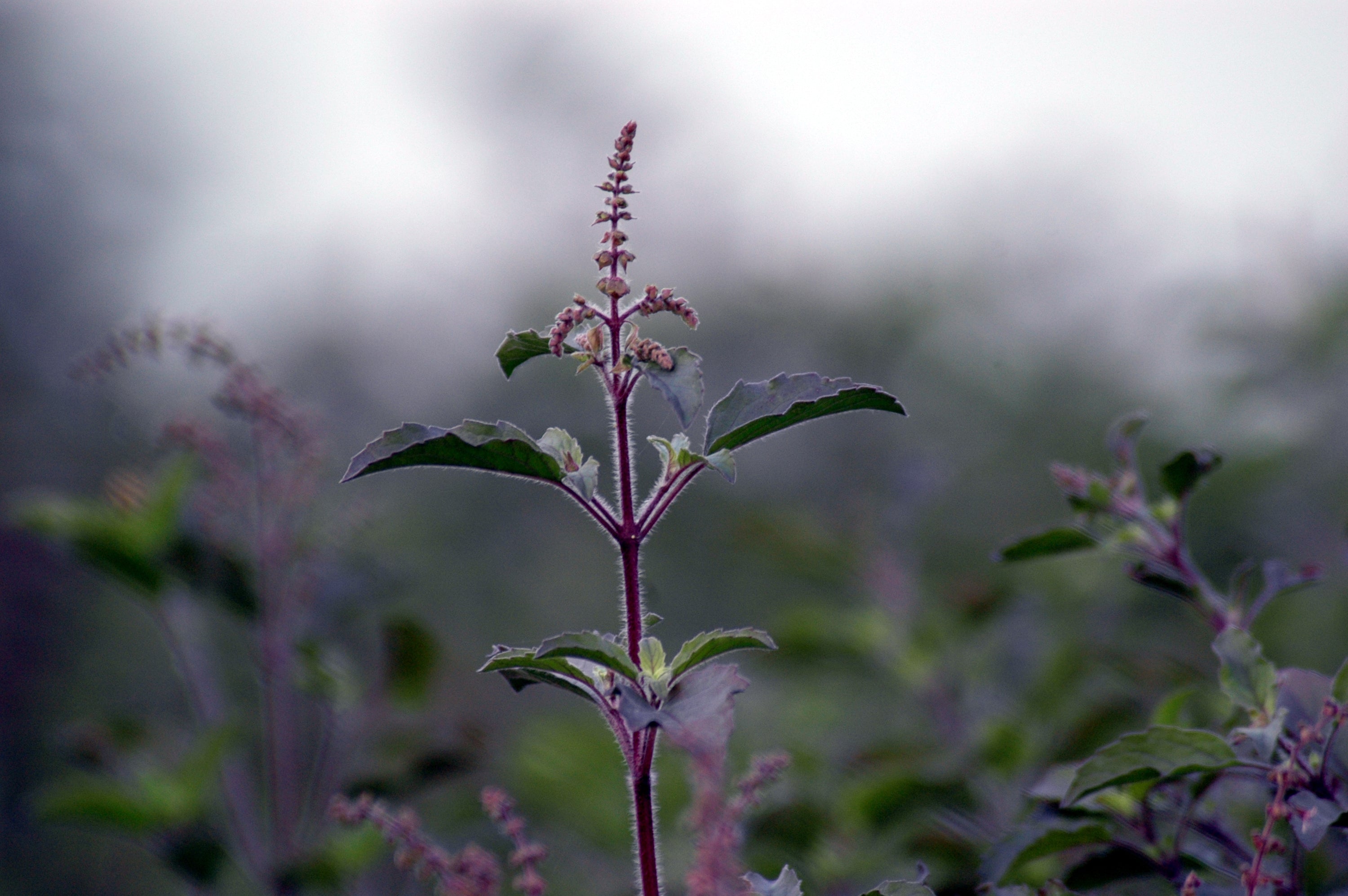 Tulsi 101: What is Tulsi-Holy Basil? by ORGANIC INDIA Australia ...