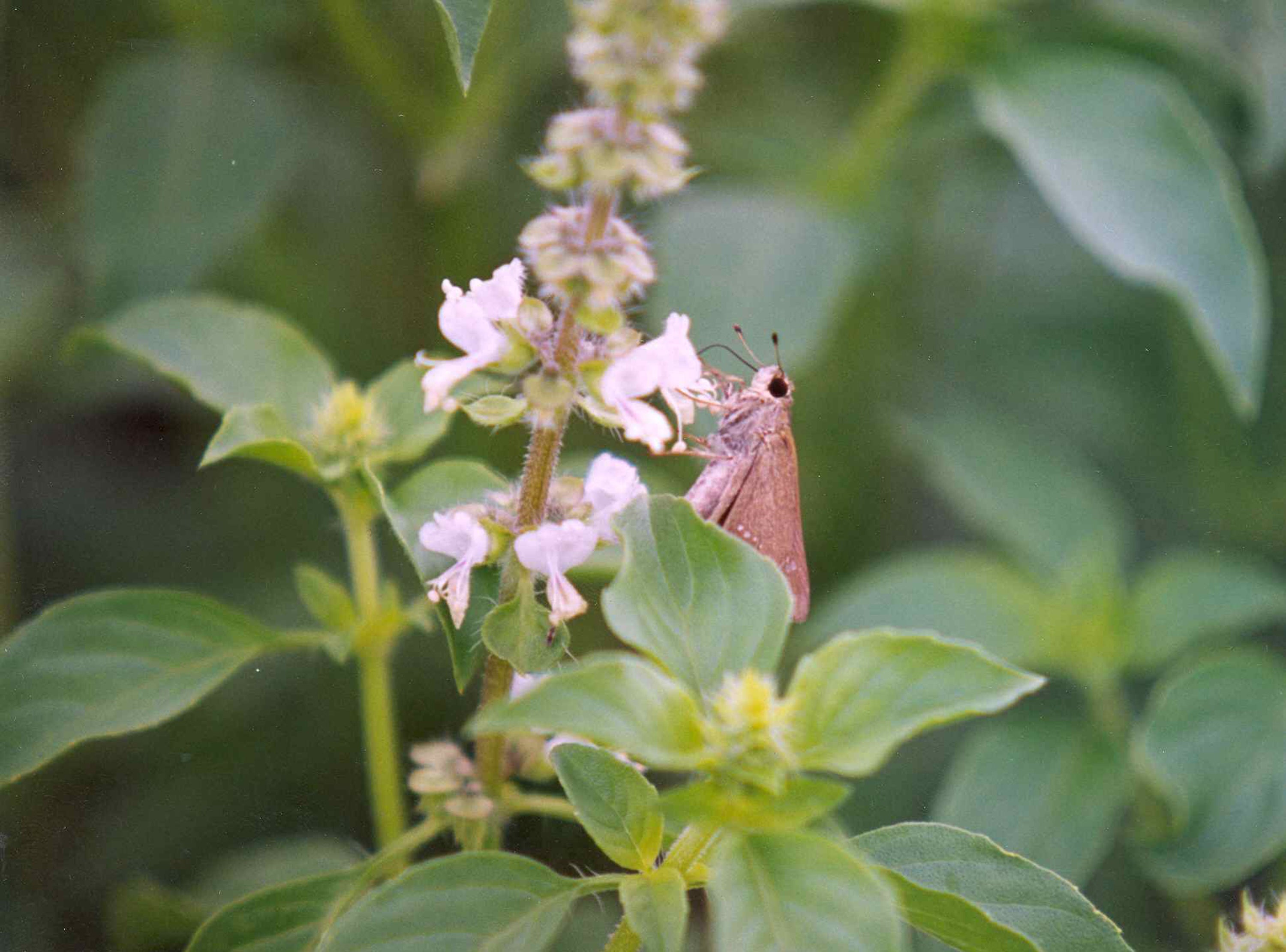 Tulsi 101: What is Tulsi-Holy Basil? by ORGANIC INDIA Australia ...
