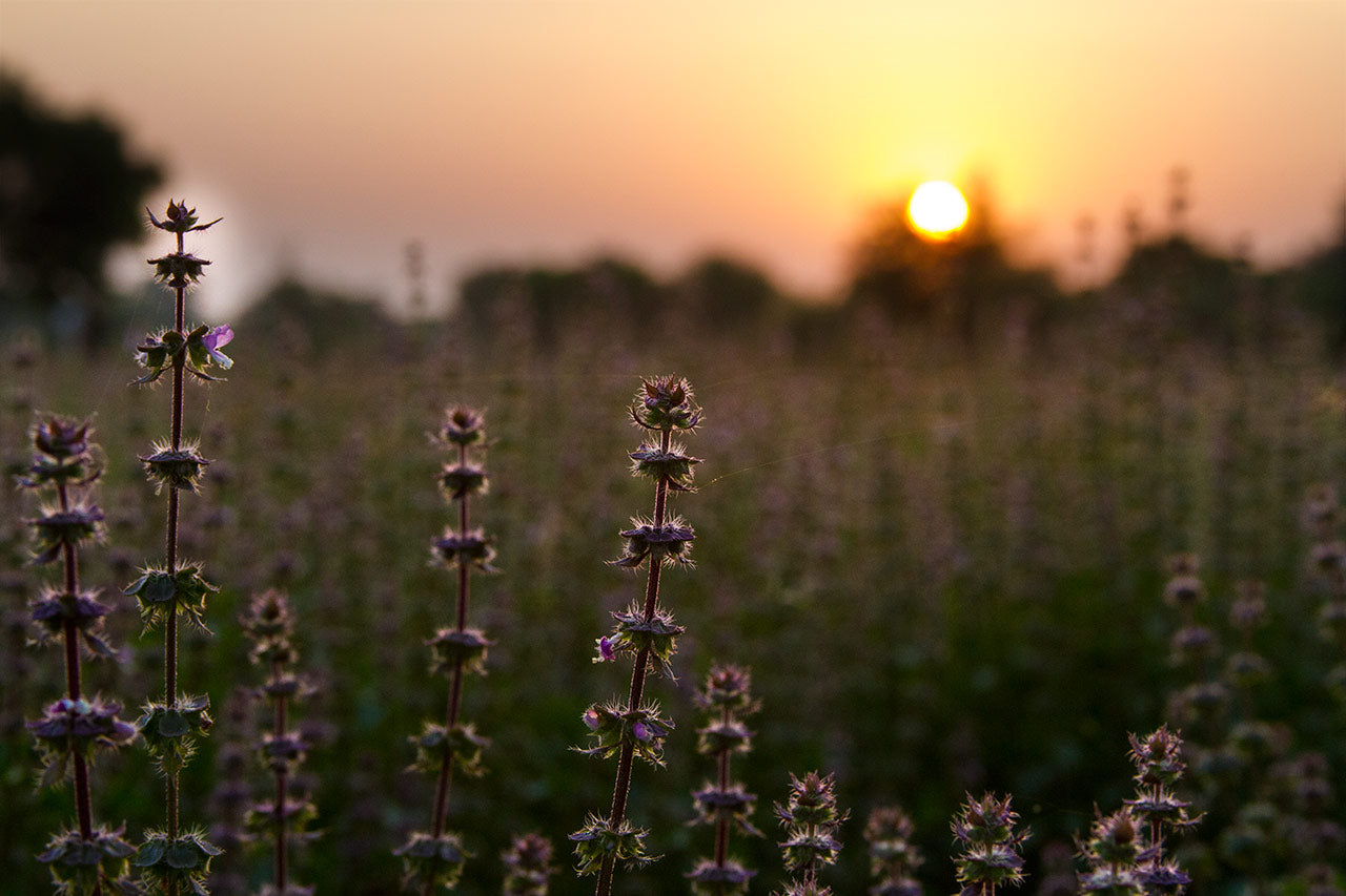 Tulsi 101: What is Tulsi-Holy Basil? by ORGANIC INDIA Australia ...