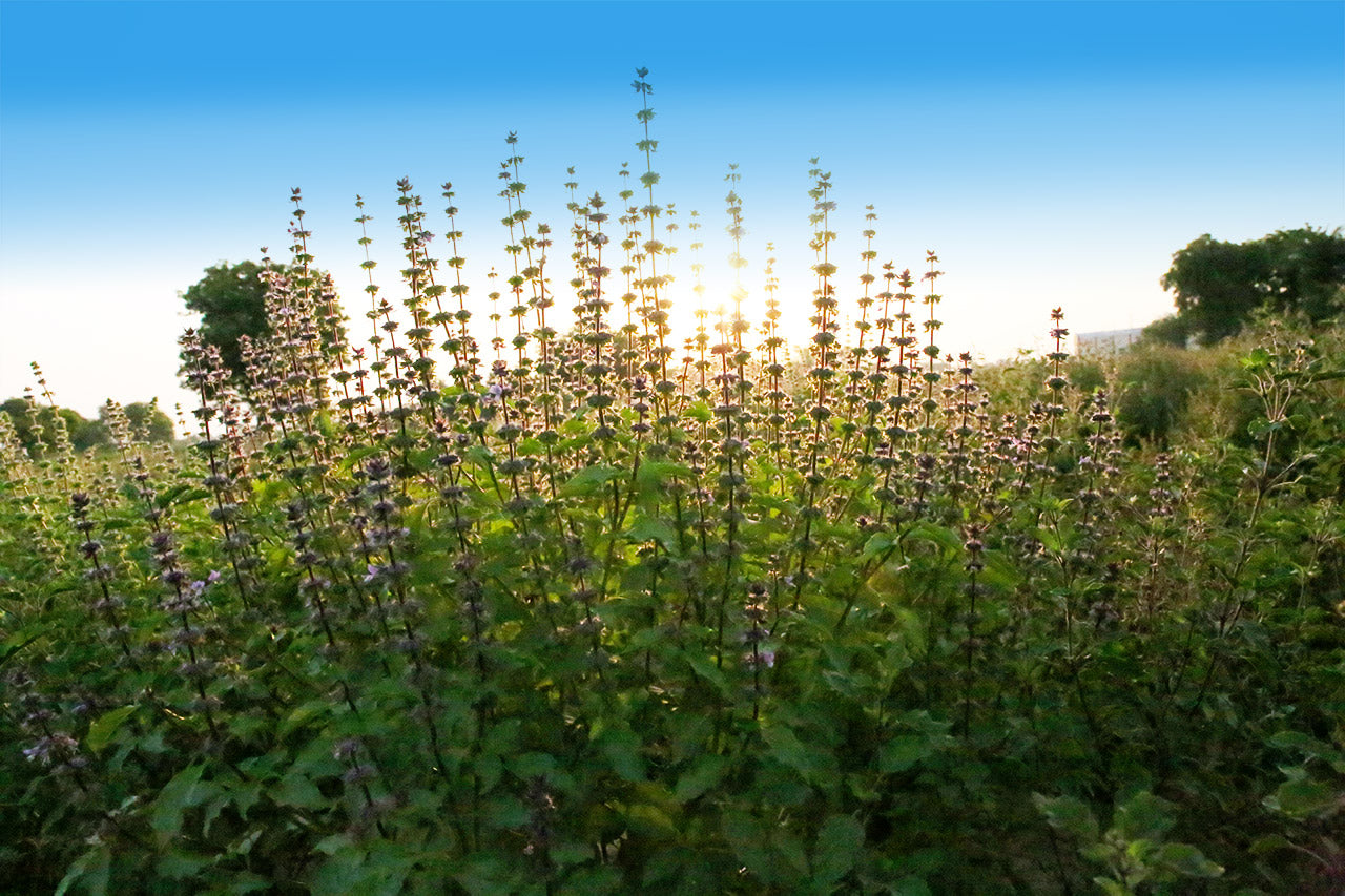 Tulsi 101: What is Tulsi-Holy Basil? by ORGANIC INDIA Australia ...